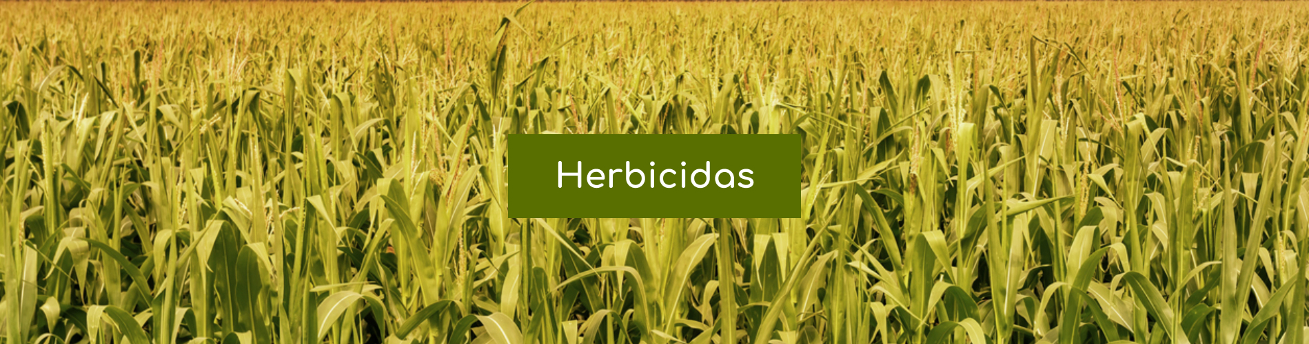 Albaugh Protección de cultivos - ATANOR | GLYPHOSATE 54% SL | (Power ...