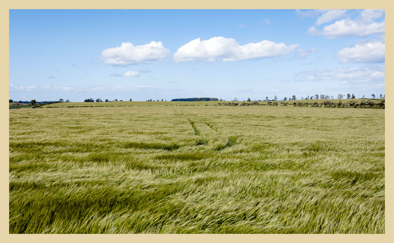 Global Homepage | Albaugh LLC