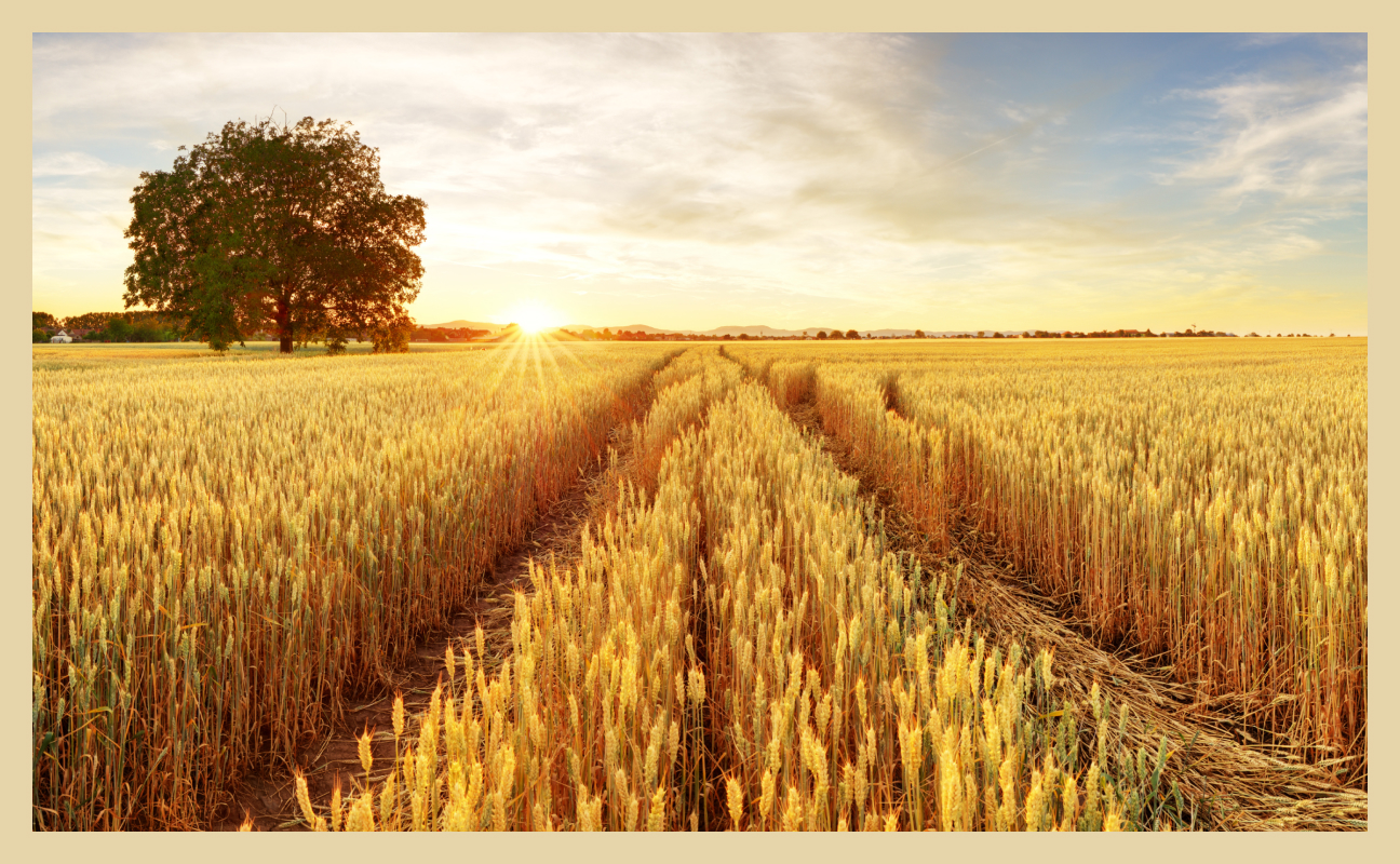 Global Homepage | Albaugh LLC