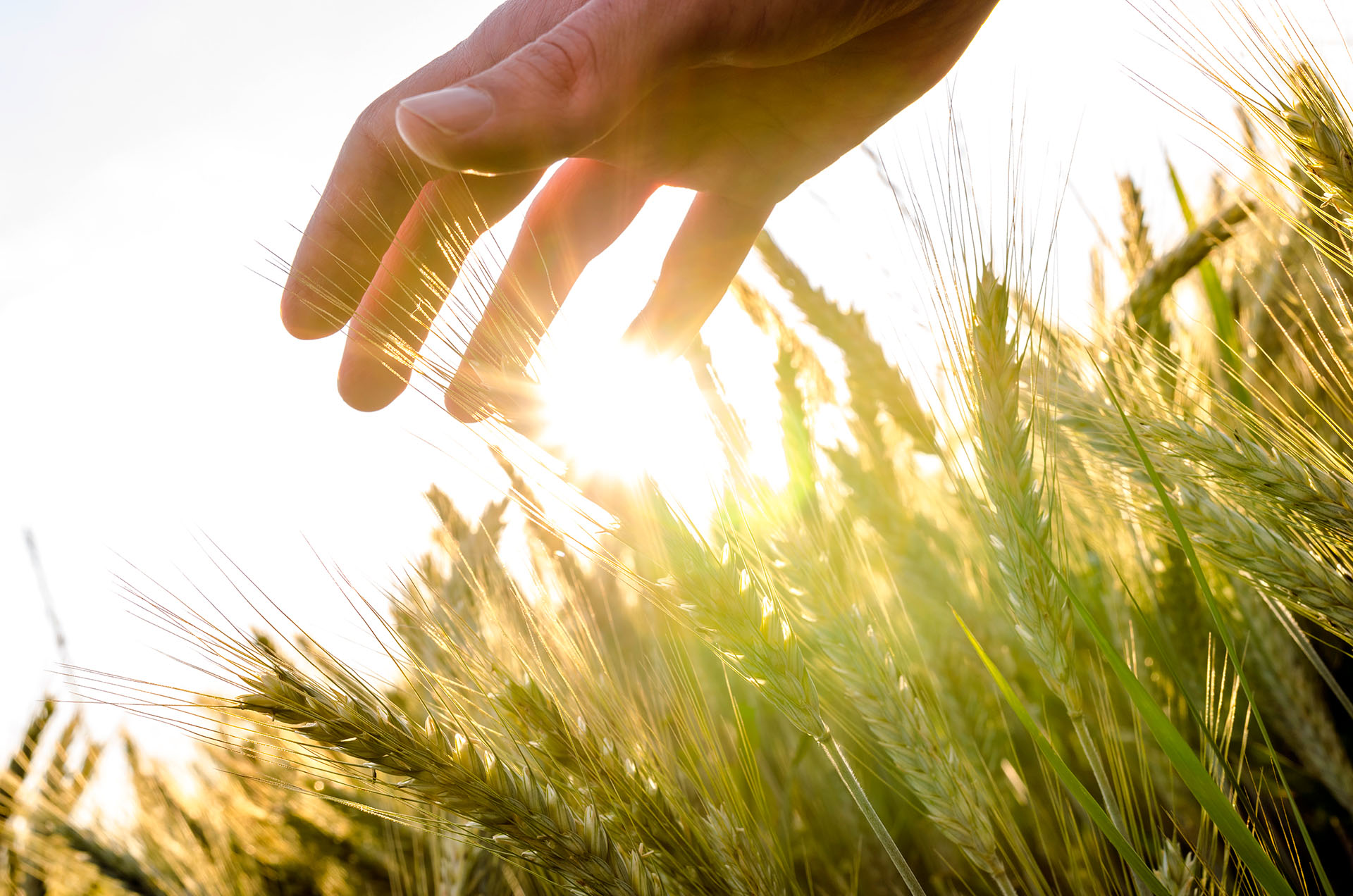Crop Protection Solutions Herbicides Fungicides And Insecticides
